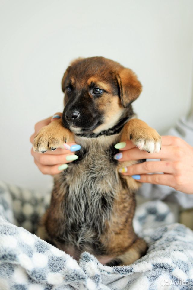 Щенок девочка очень ищет дом