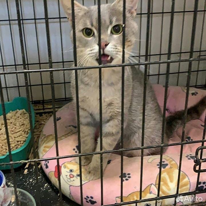 Умный,жизнерадостный,ласковый малыш Марсик