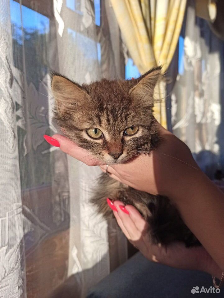 Котёнок девочка мягкая ласкуша в добрые руки