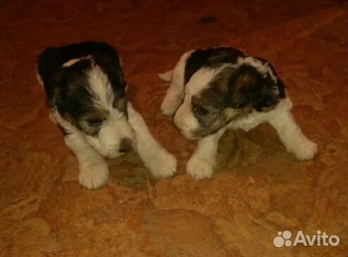 Фокстерьер