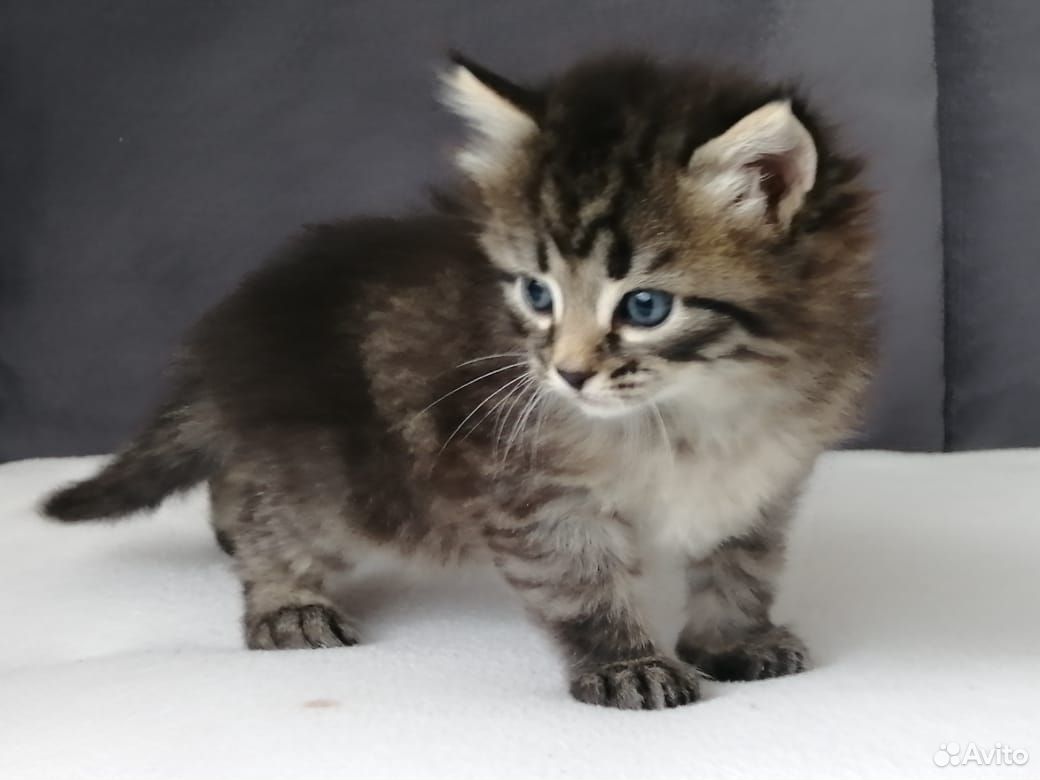 Котенок сибирский