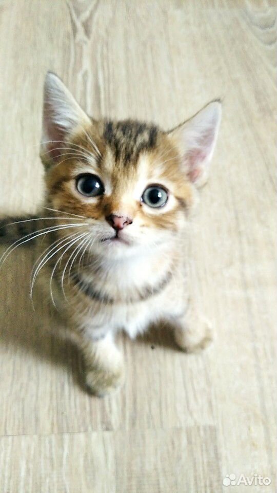 Девочка умница 1,5 месяца