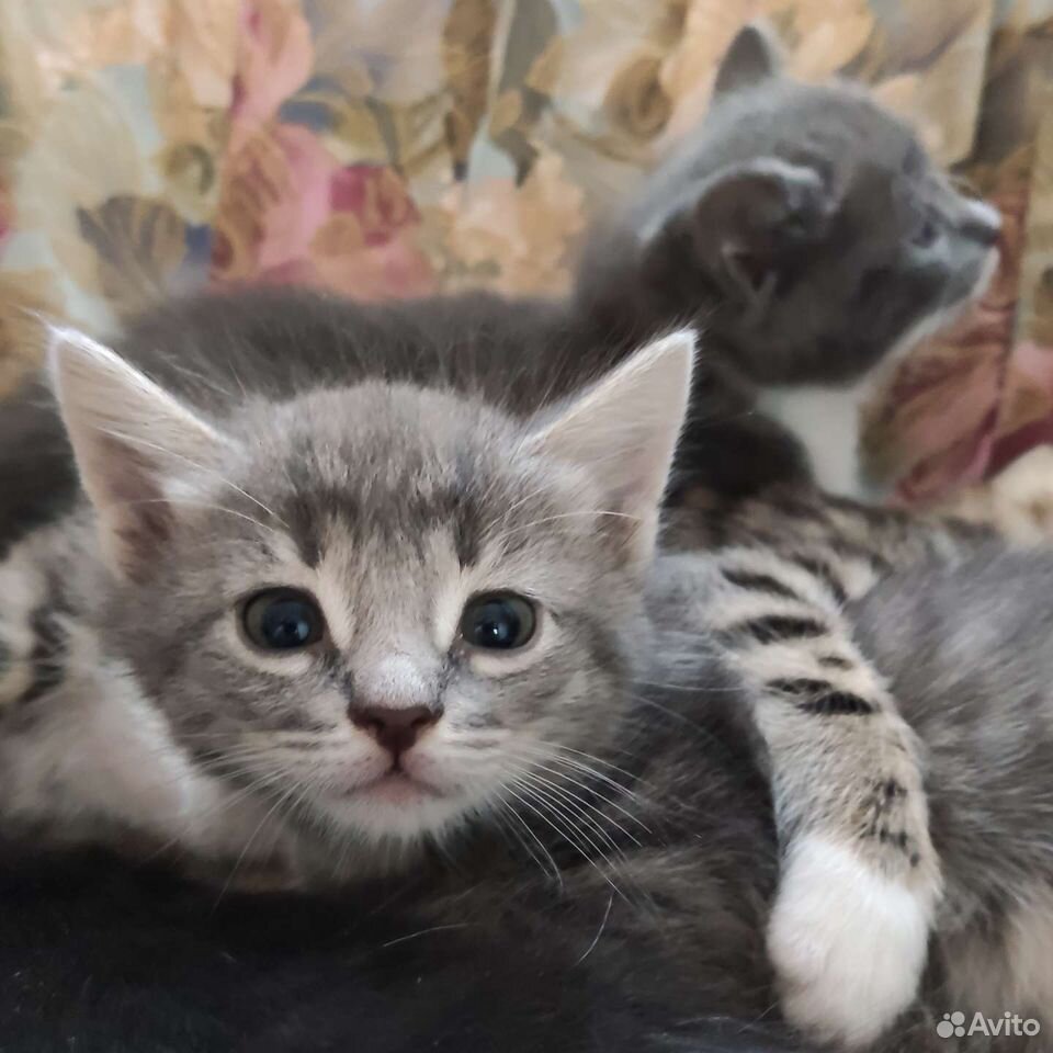 Котёнок мальчик