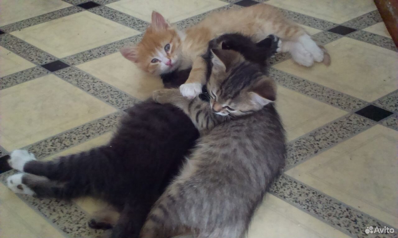 Котьки
