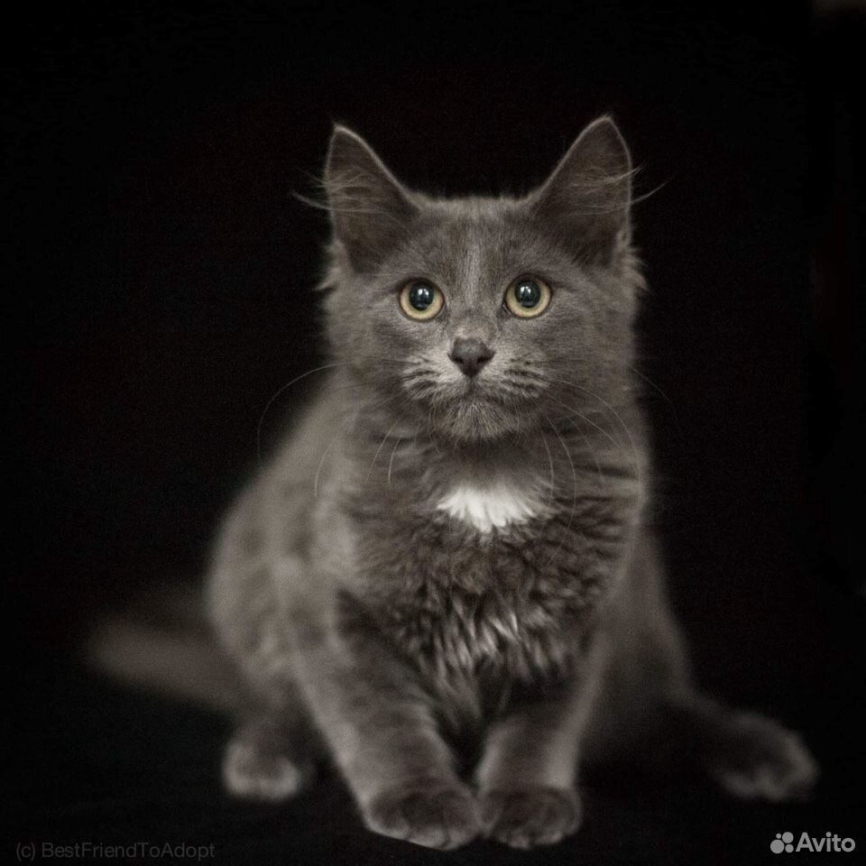 Котёнок Лютик ищет дом