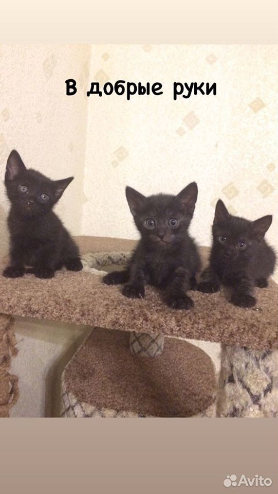 Котята