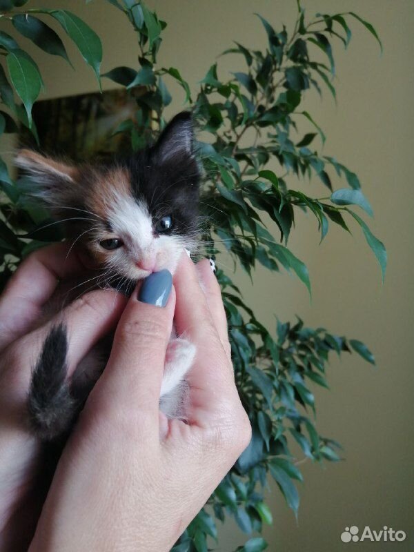 Трёхцветный котенок на удачу
