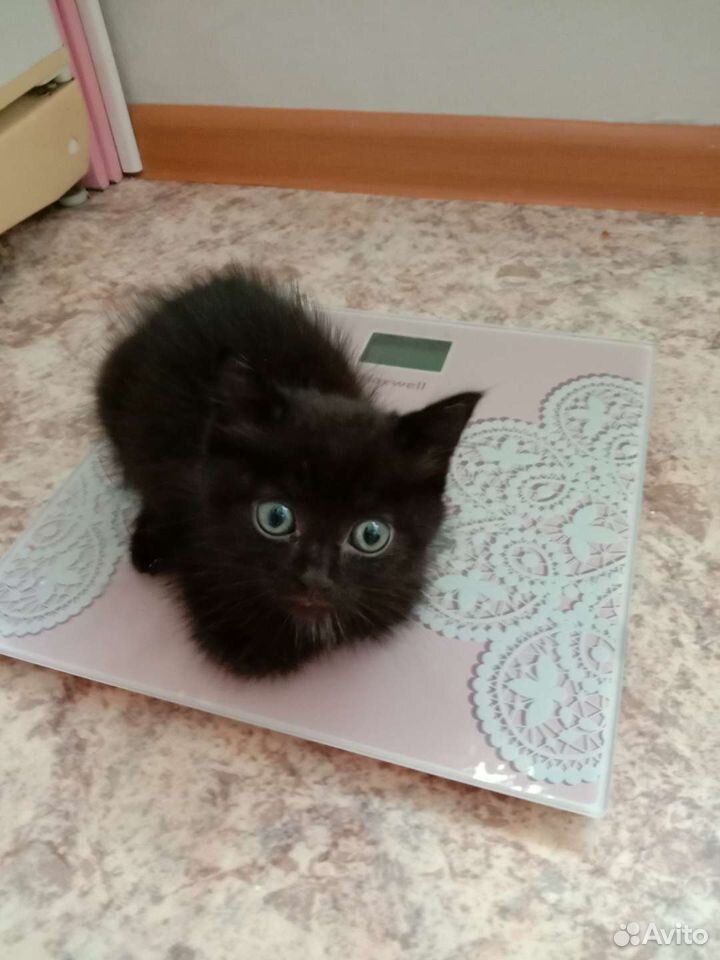 Кошка