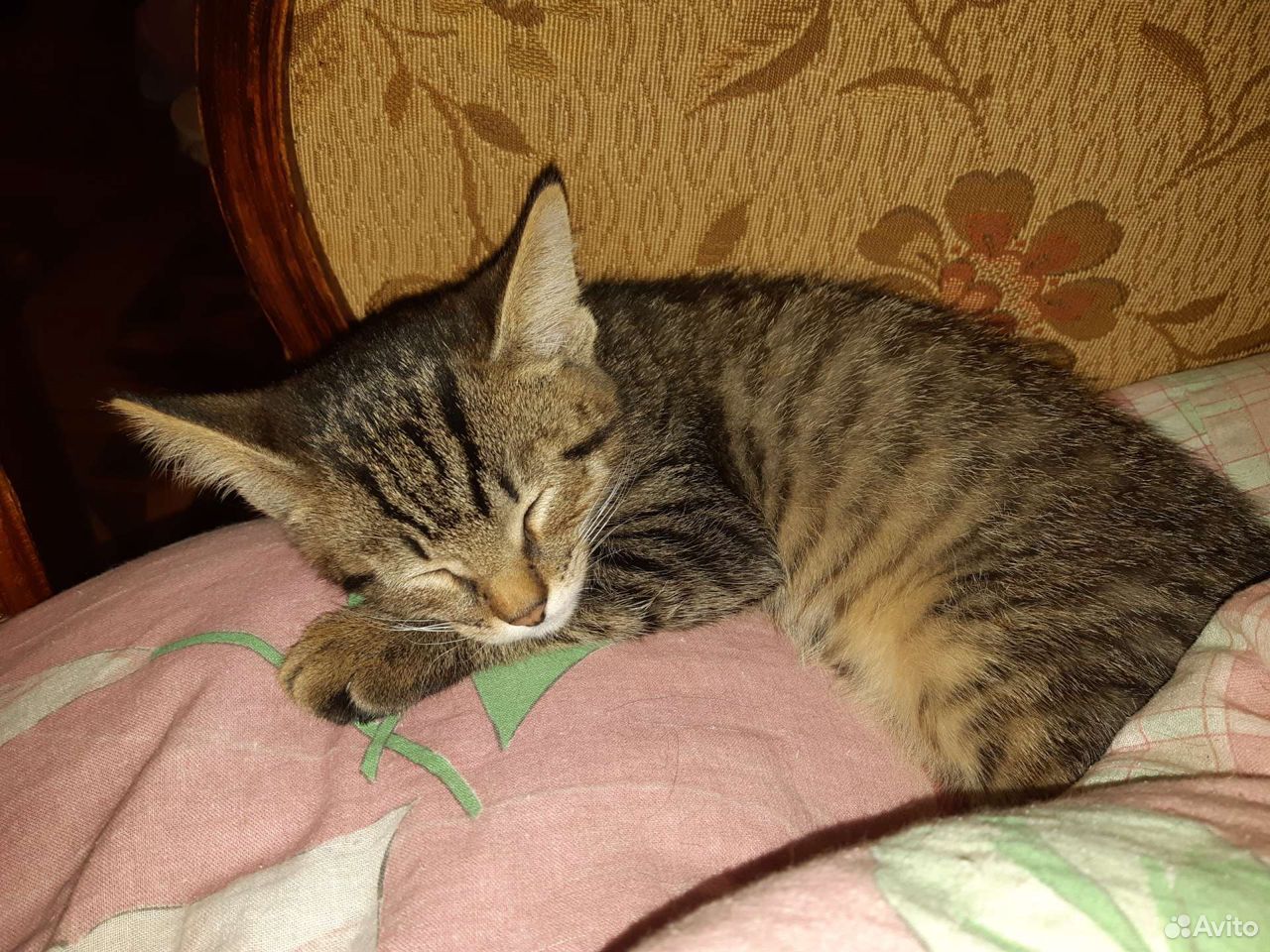 Котик Муслим ищет дом