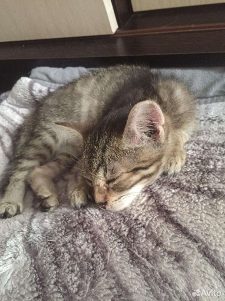 Котёнок