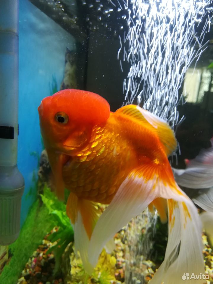 Золотая рыбка красная шапочка