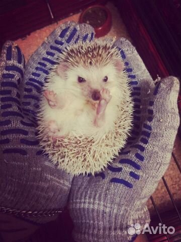 Африканский ёжик