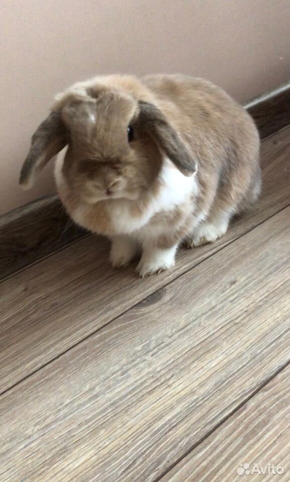 Декоративные кролики