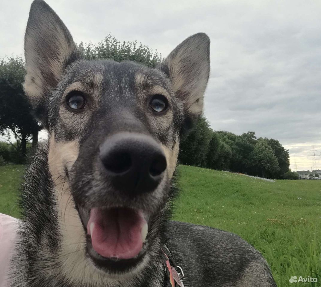 Софийка и Маркиза