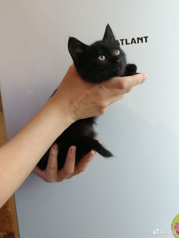 Котенок Пушок ищет заботливого хозяина