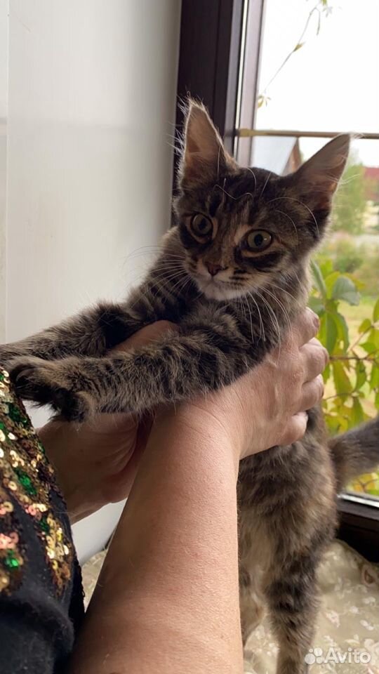 Котёнок Синди ищет дом и родителей