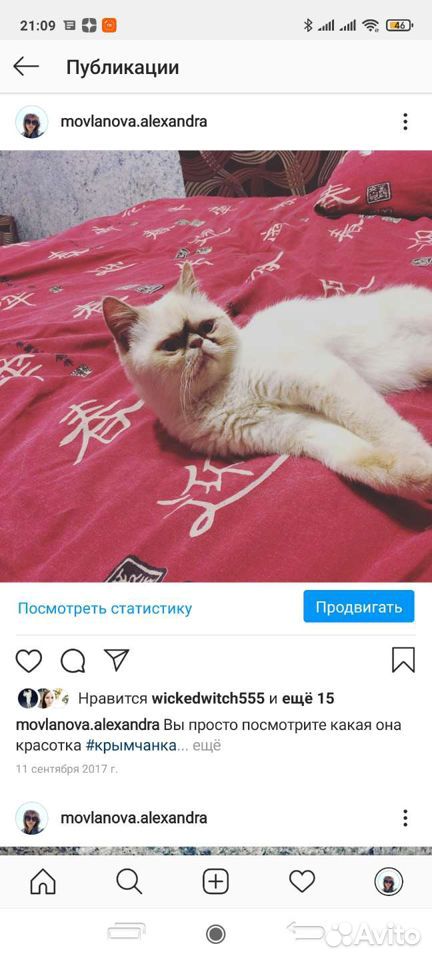 Кошка