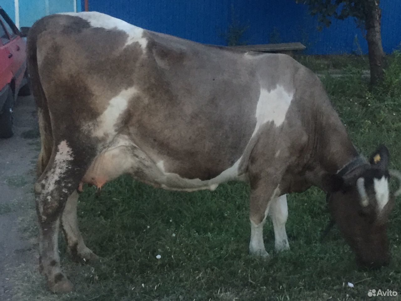 Продажа коровы