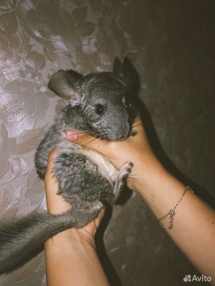 Шиншилленок