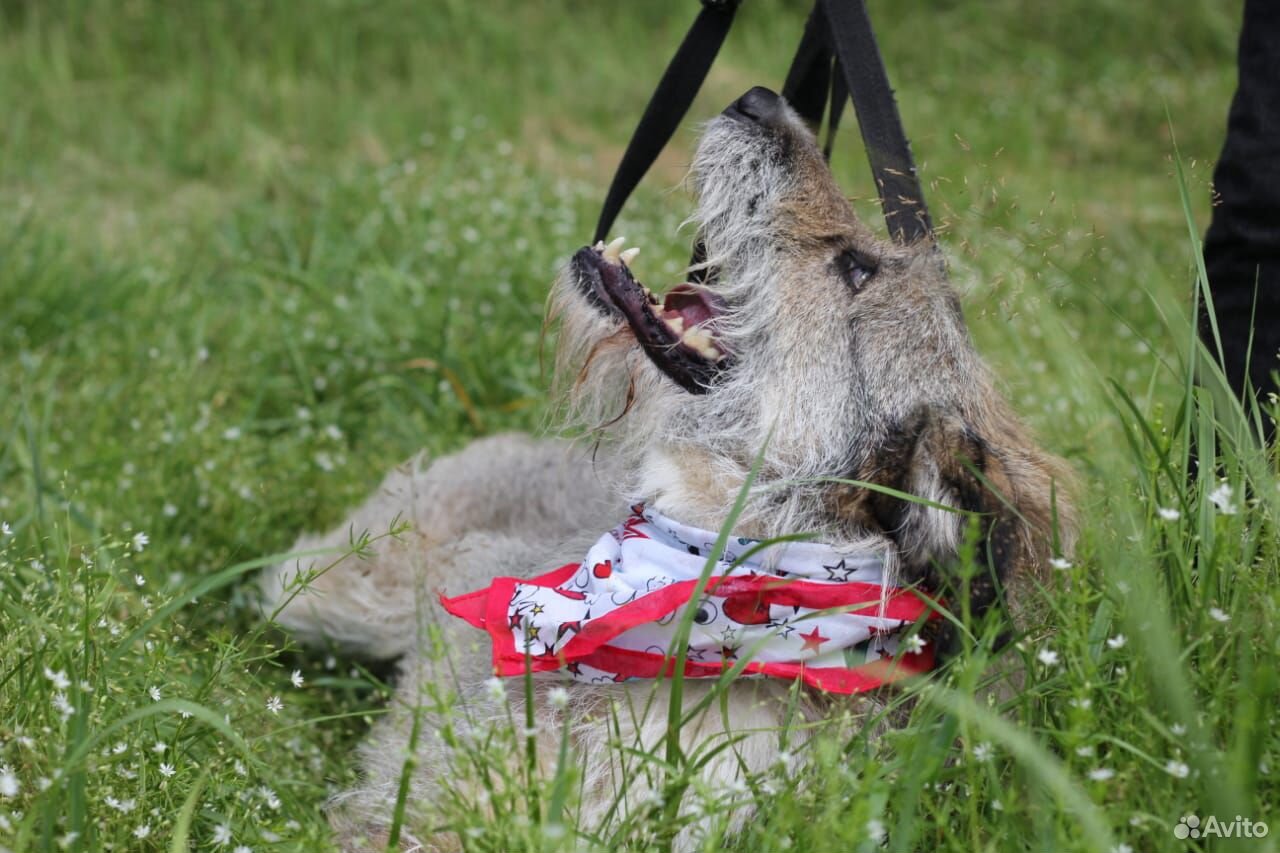 Собака Тоша ищет дом