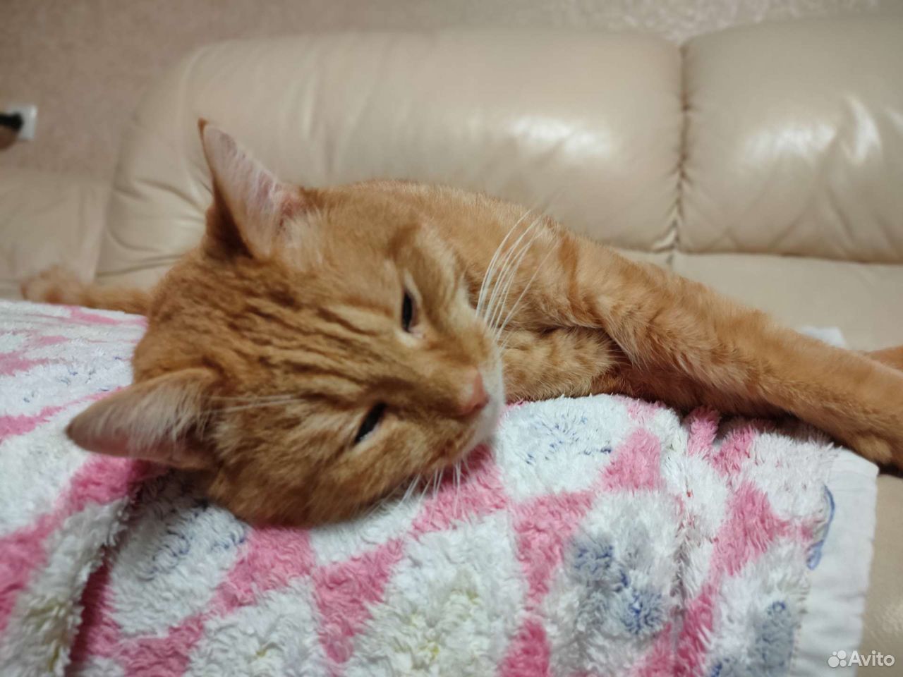 Рыжий кот 6 лет