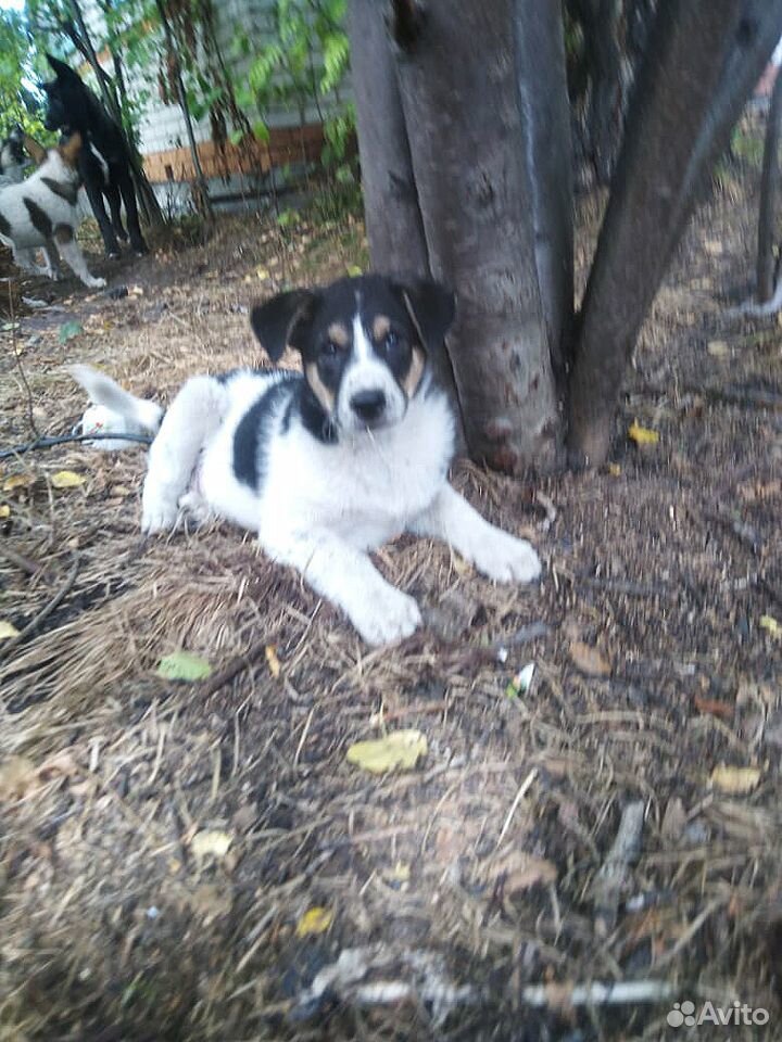 Щенок мальчик 2.5 месяца