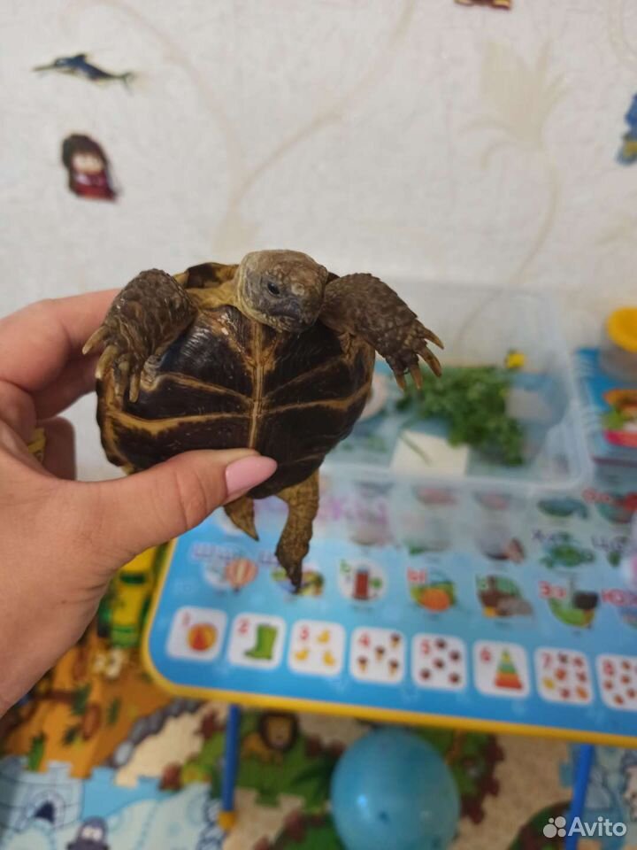 Черепаха