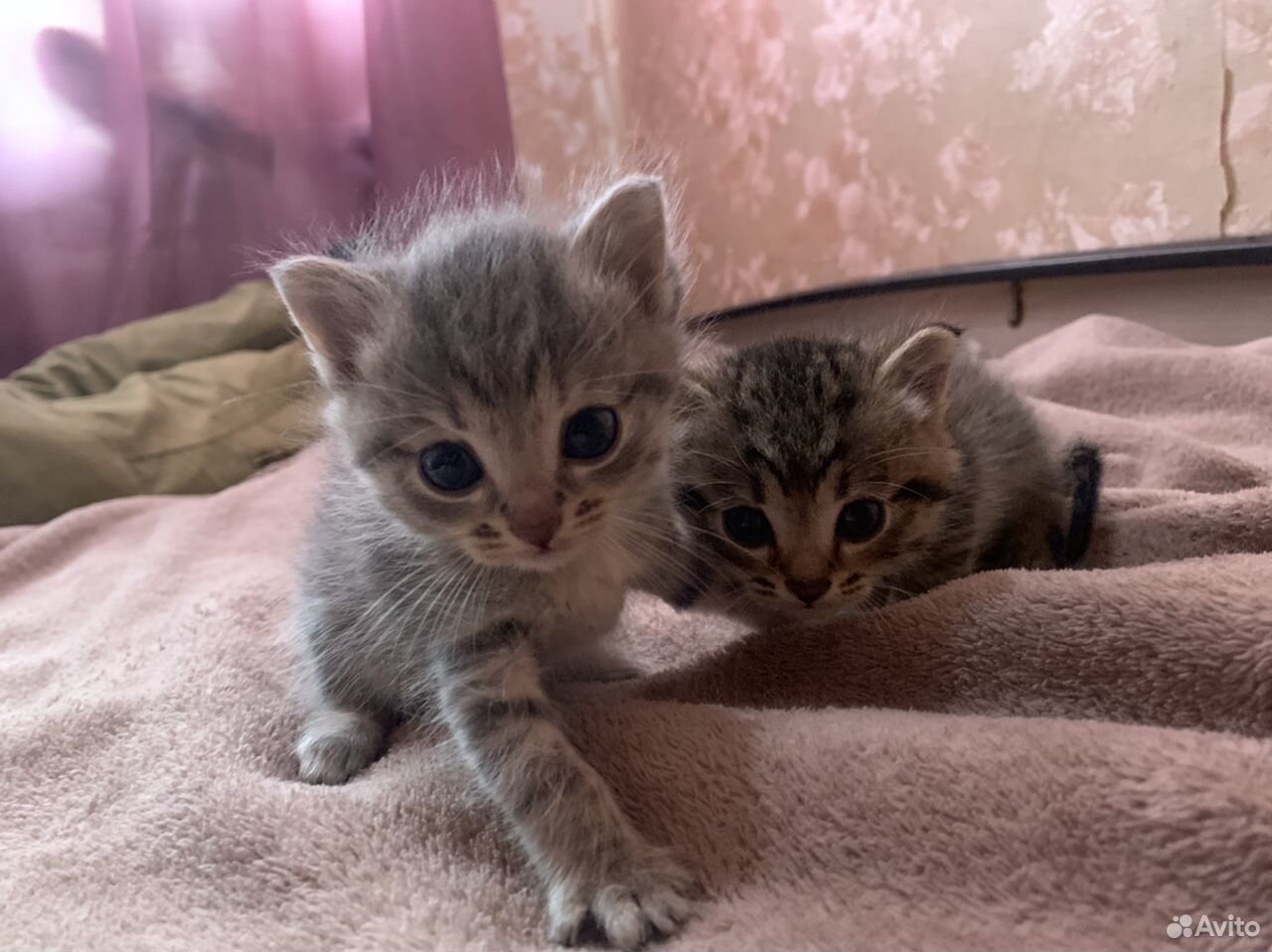 Котята метис