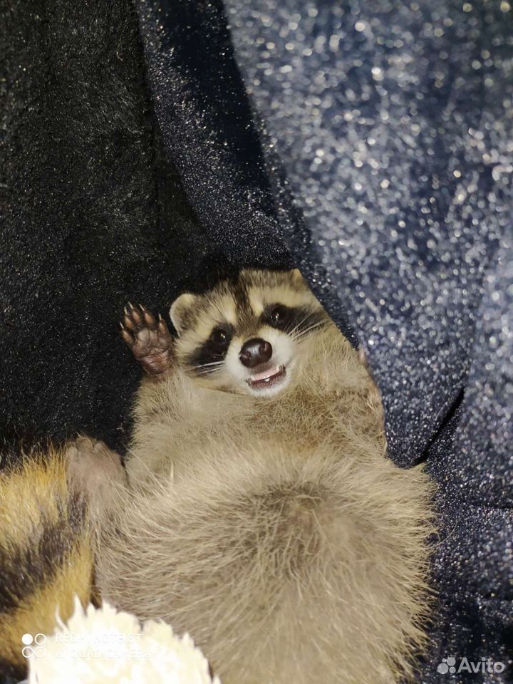 Енот паласкун