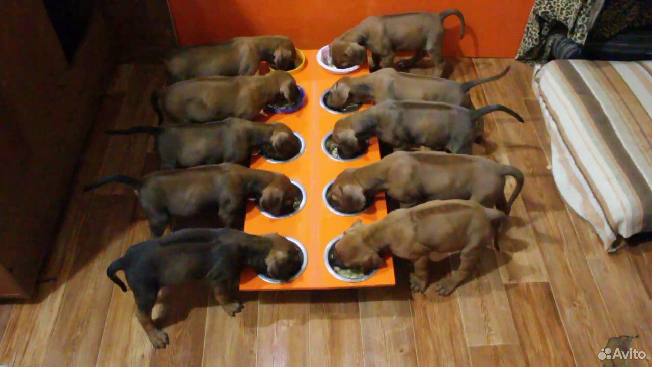 Родезийский риджбек щенки