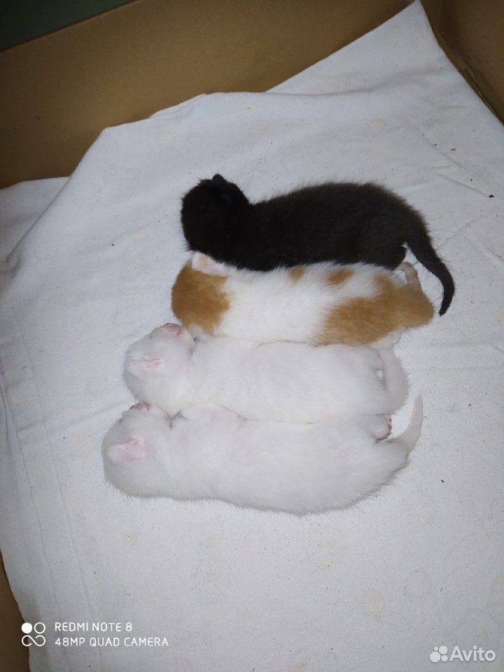 Котятки-мальчишки