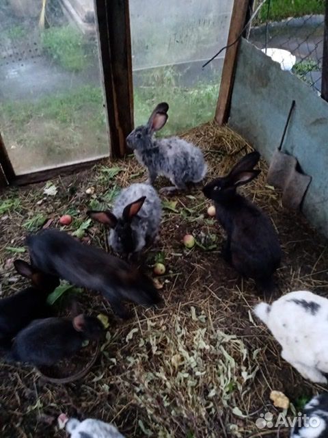 Пуховые кролики