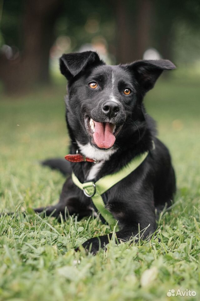 Наоми в добрые руки