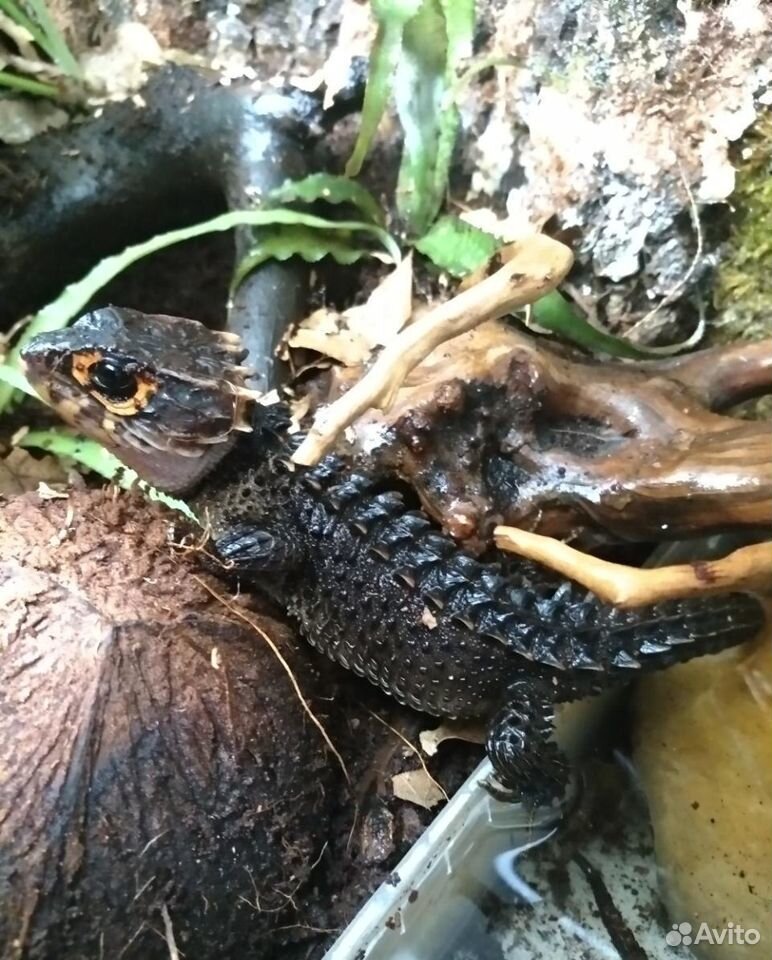 Крокодиловый сцинк