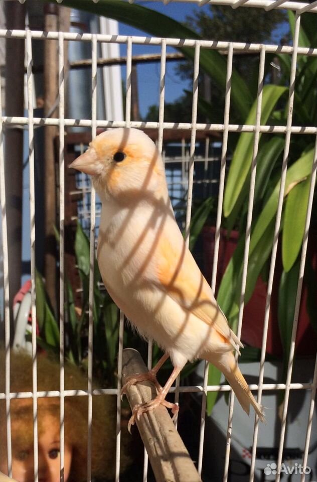 Птенцы канарейки