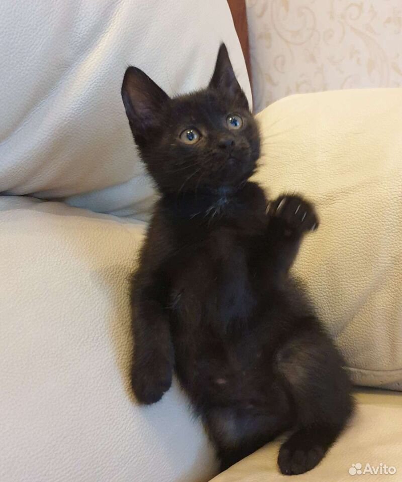 Сладкая Шоколадка