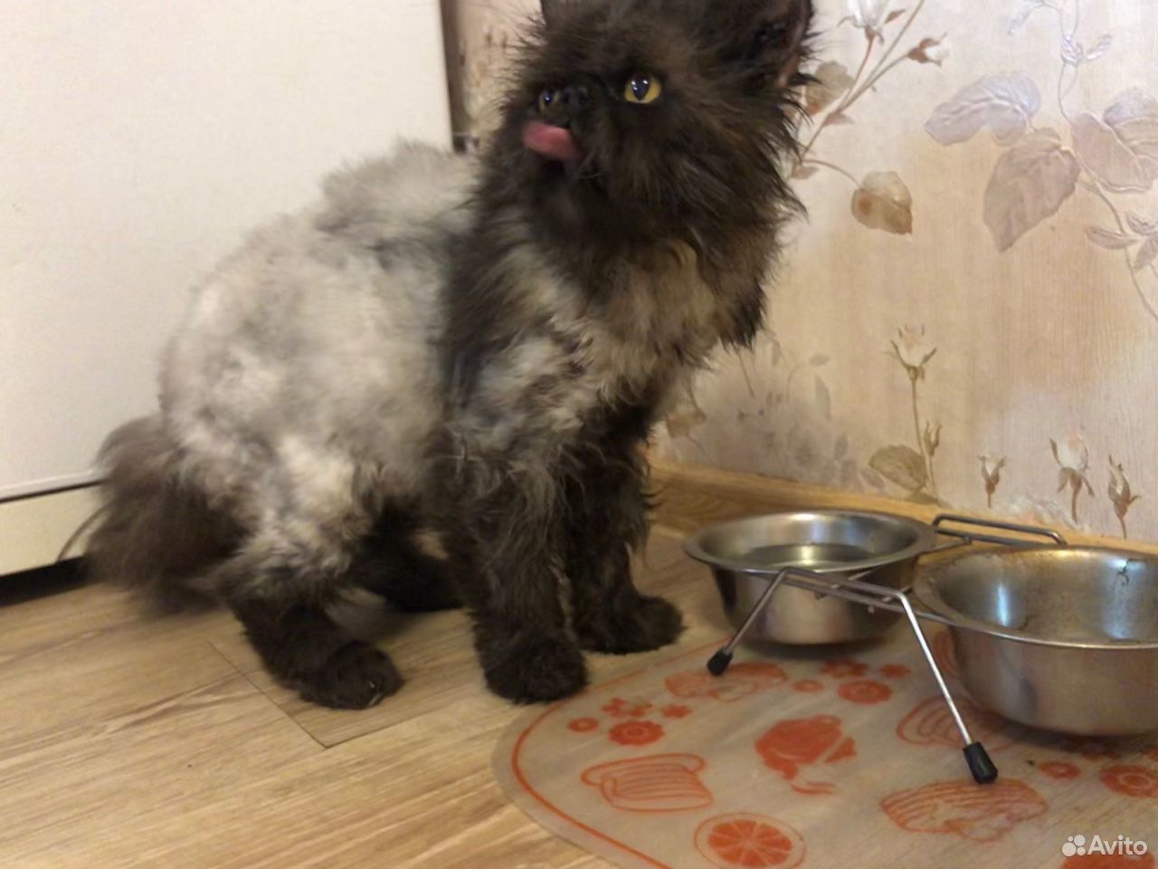 Отдам Персидского кота