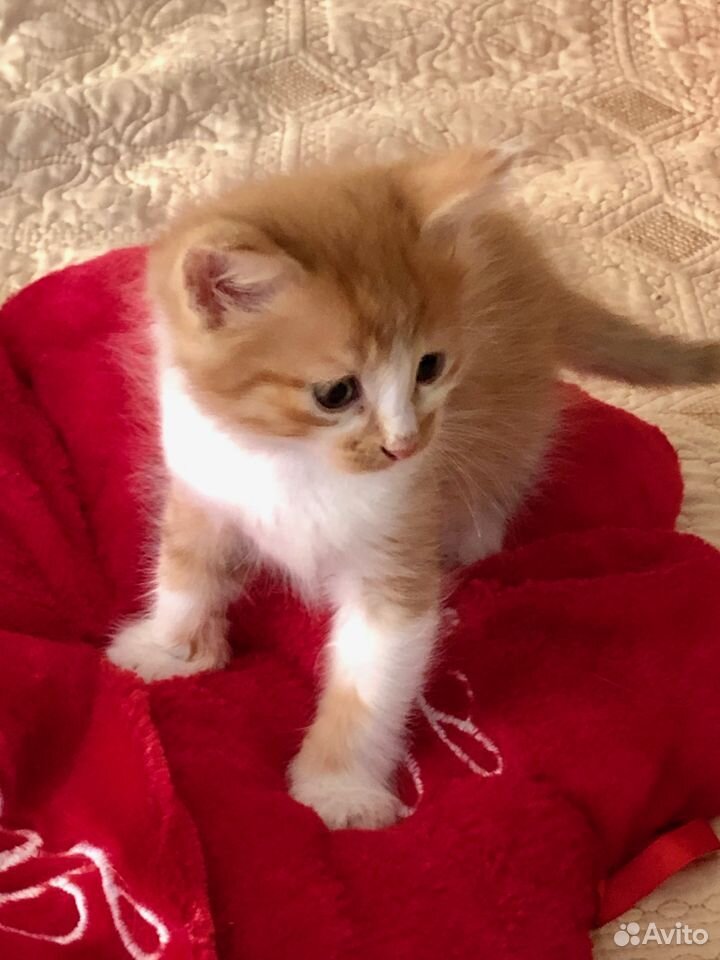 Рыжий малыш - котик от домашней кошечки