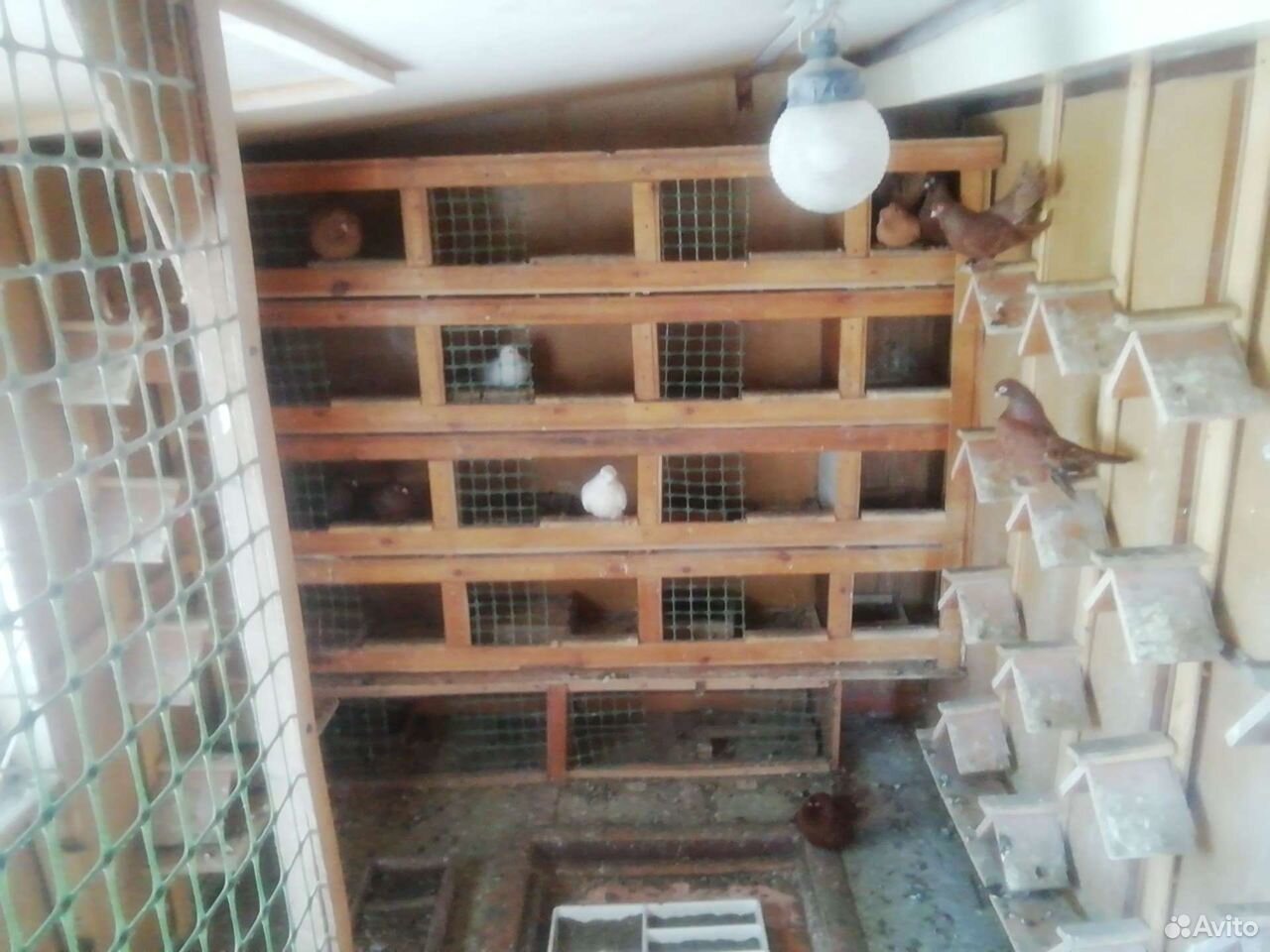 Бойные голуби взрослые бакинцы