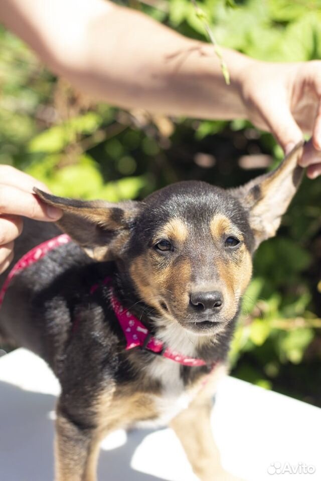 Ищет дом щенок мелкой Собачки Сникерс