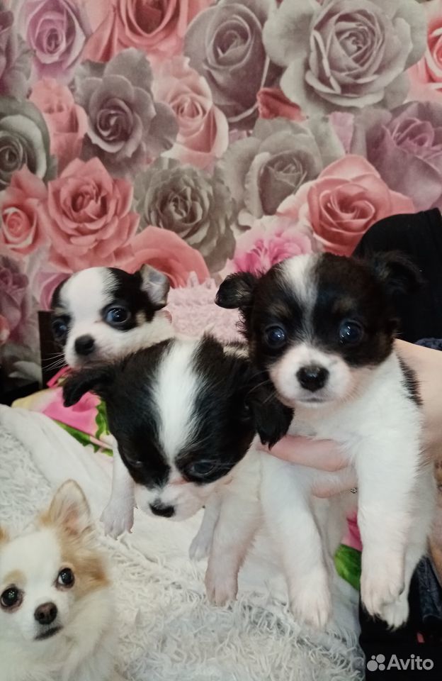 Малыши чихуашки)