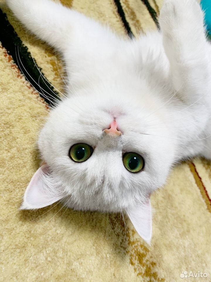 Кот