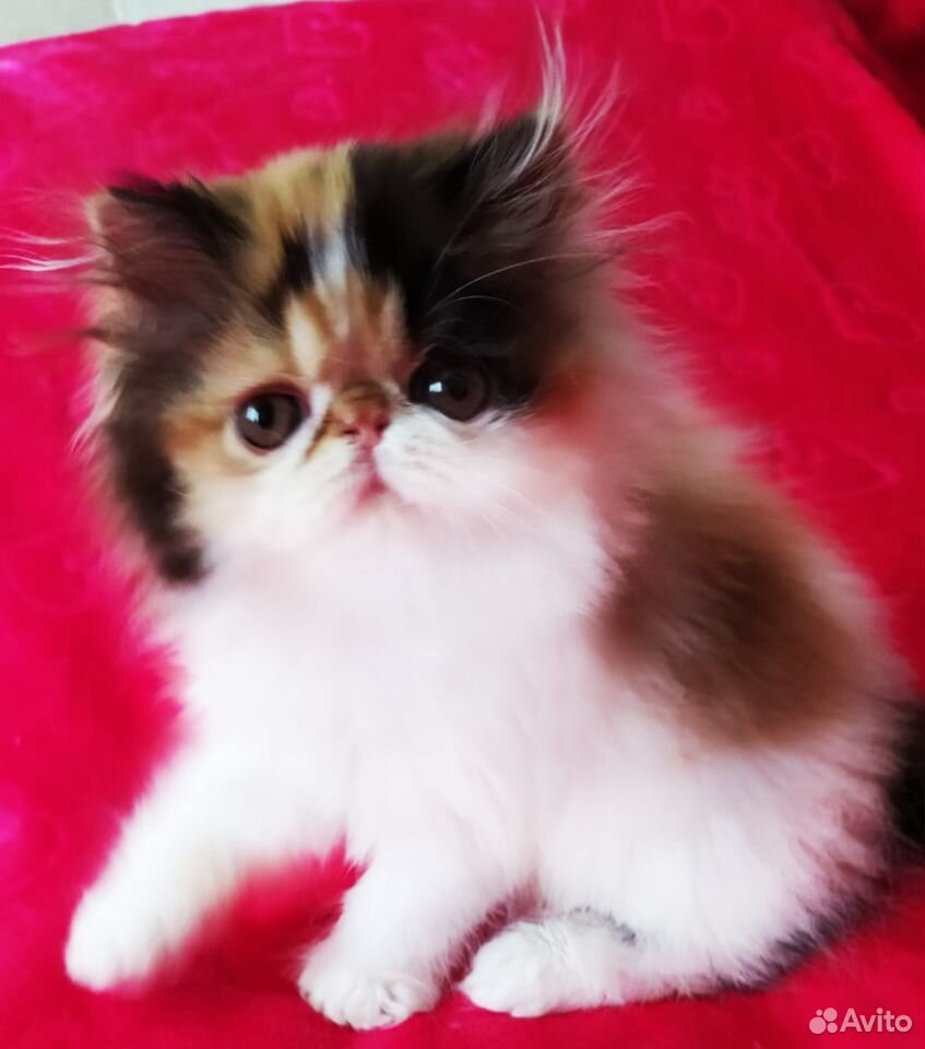 Персидская калико