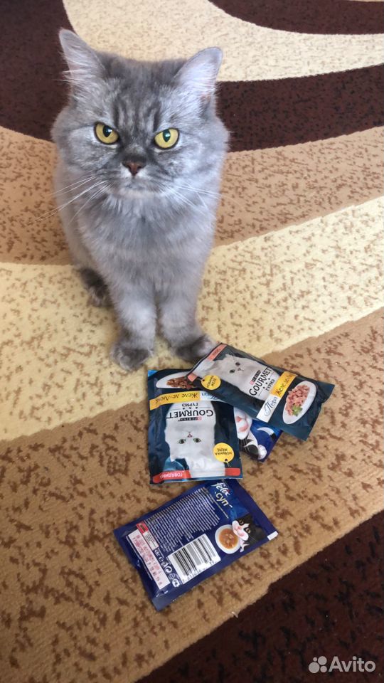Кошка