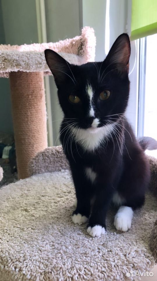 Кошечка в добрые руки