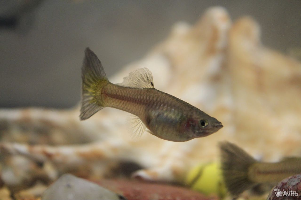 Гуппи мальки, Аквариумные растения