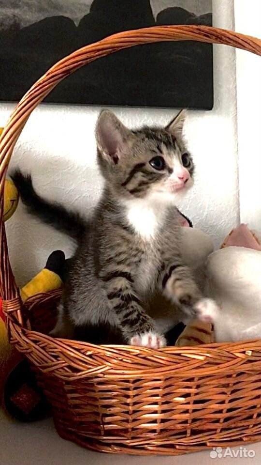 Серо-полосатый котенок(мальчик) в заботливые руки