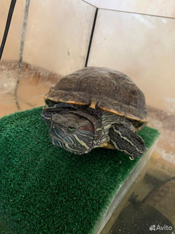 Черепаха красноухая 6 лет
