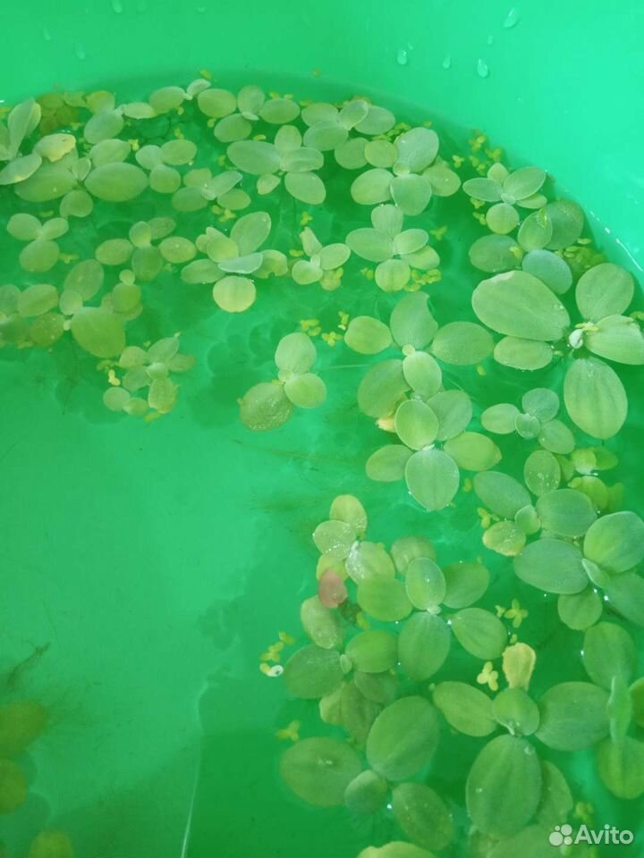 Пистия, роголистник