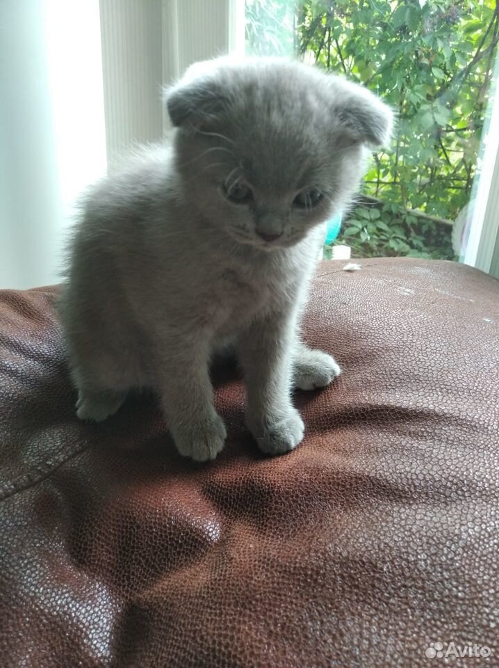 Вислоухая кошечка серая